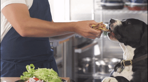 Dog Pet GIF by ChefSteps - Find & Share on GIPHY