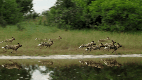 Wild Dogs GIFs - Find & Share on GIPHY