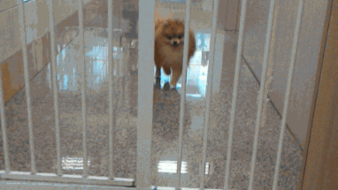 Dog GIF - Find & Share on GIPHY