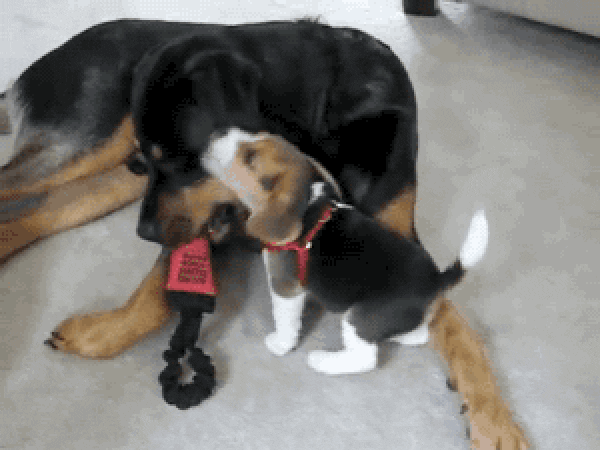 Bashful Dog Gif