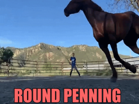 Bar SZ Ranch GIF - Find & Share on GIPHY