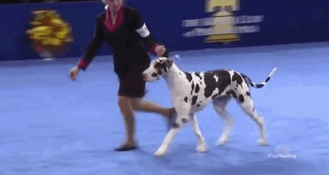 National Dog Show 2018 GIF by NBC - Find & Share on GIPHY