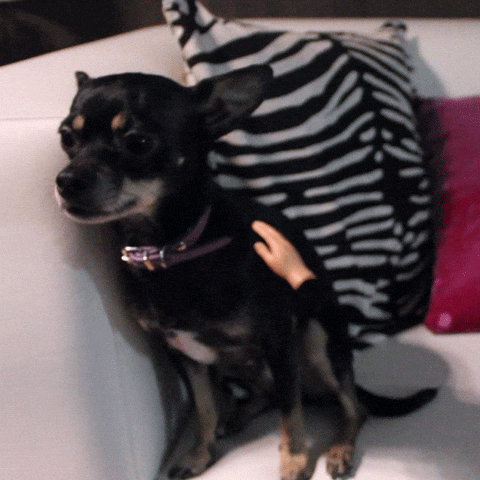 Petting GIFs - Get the best GIF on GIPHY