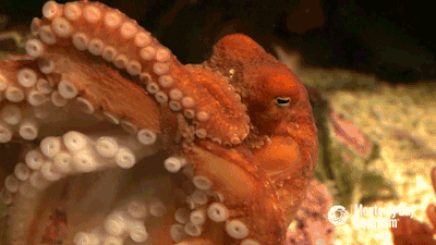 Red Octopus GIF by Monterey Bay Aquarium - Find & Share on GIPHY