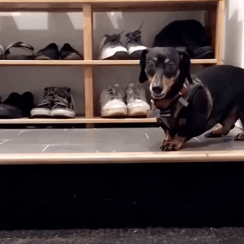 Excited Dog GIF - Find & Share on GIPHY