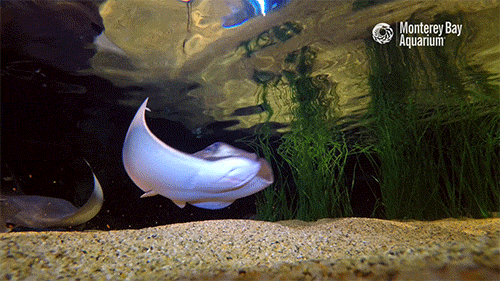 Bat Ray GIF by Monterey Bay Aquarium - Find & Share on GIPHY