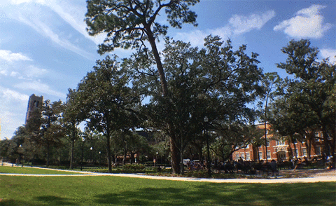 University of Florida GIF - Find & Share on GIPHY