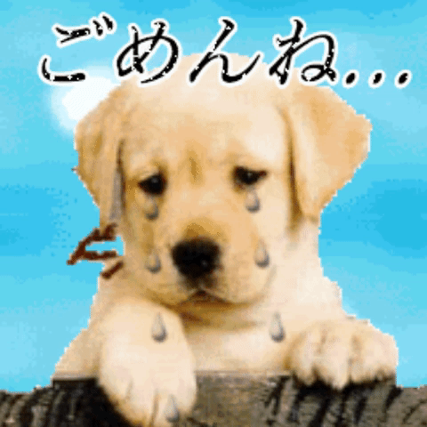 Dog Im Sorry GIF - Find & Share on GIPHY