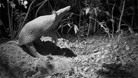 Armadillo GIF by ThirteenWNET - Find & Share on GIPHY