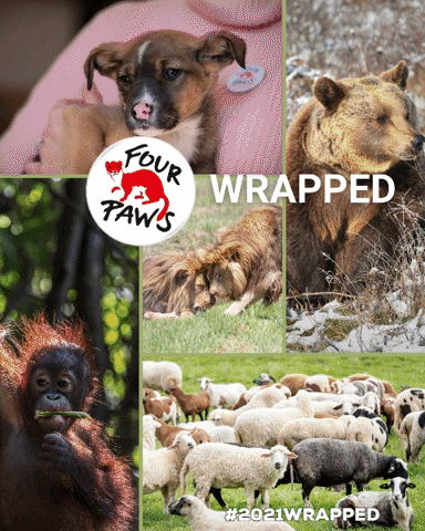Animal Rescue Wildlife GIF by FOUR PAWS Australia - Find & Share on GIPHY