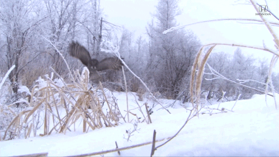 I Got It Fall GIF by Honda - Find & Share on GIPHY