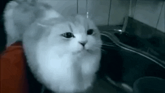 Cat Lol GIF by SplatMag - Find & Share on GIPHY