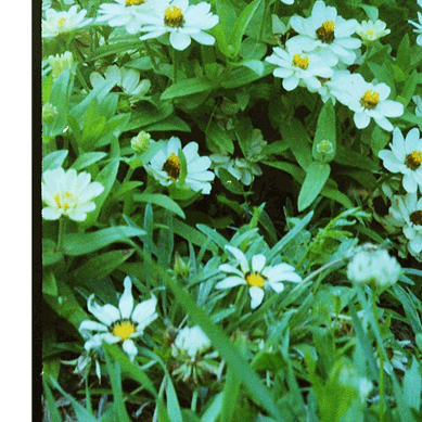 Flower Garden GIF by Christina Lu - Find & Share on GIPHY