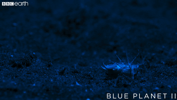 Blue Planet Oops GIF by BBC Earth - Find & Share on GIPHY