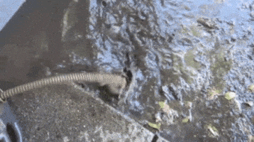 Draining GIFs - Get the best GIF on GIPHY