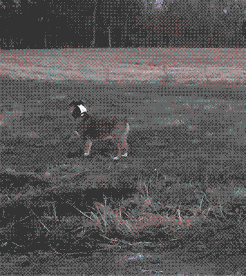 Dog Fire GIF by Josh Rigling - Find & Share on GIPHY