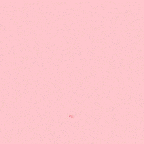Pink Rose GIF by aurel - Find & Share on GIPHY