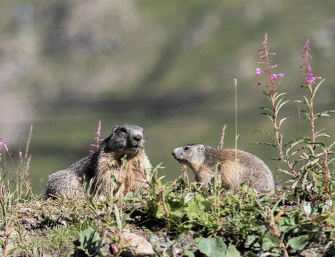 Marmotte GIFs - Get the best GIF on GIPHY