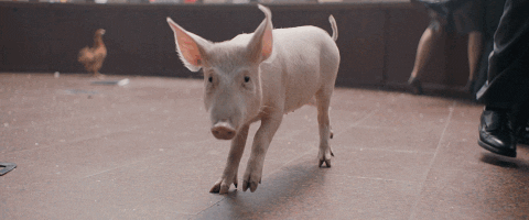 Run The Jewels Pig GIF by DJ Shadow - Find & Share on GIPHY