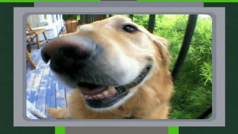 Dog Howling GIF by South Park - Find & Share on GIPHY