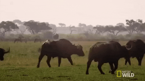 Nat Geo Wild Herd GIF by Savage Kingdom - Find & Share on GIPHY