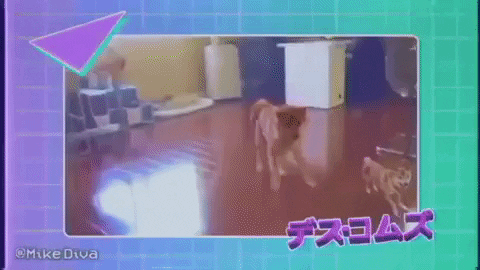 Dog Meme GIF by Mike Diva - Find & Share on GIPHY