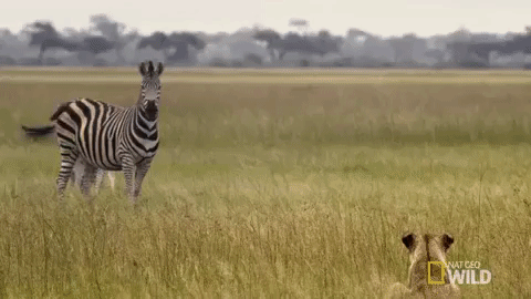 Nat Geo Wild Oh Snap GIF by Savage Kingdom - Find & Share on GIPHY