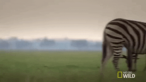 Nat Geo Wild Warthog GIF by Savage Kingdom - Find & Share on GIPHY