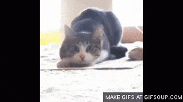 Cat Twerk GIF - Find & Share on GIPHY