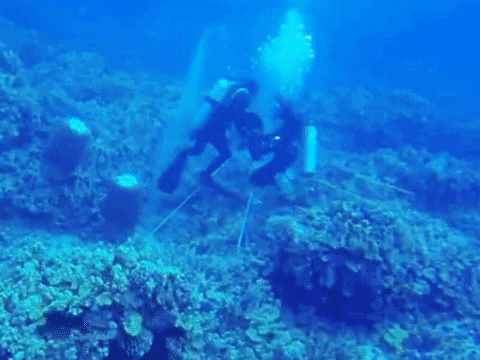 Ocean Fish GIF by Earthjustice - Find & Share on GIPHY