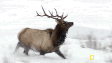 Yellowstone Prancing GIF by Nat Geo Wild - Find & Share on GIPHY