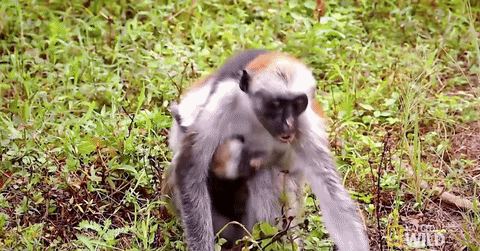 Worldâ S Deadliest GIF by Nat Geo Wild - Find & Share on GIPHY