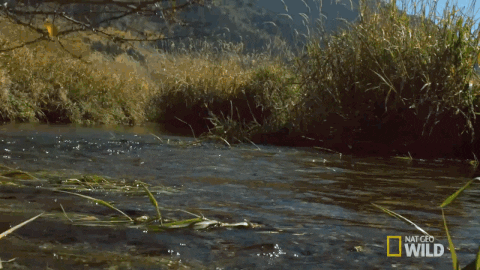 Yellowstone GIF by Nat Geo Wild - Find & Share on GIPHY
