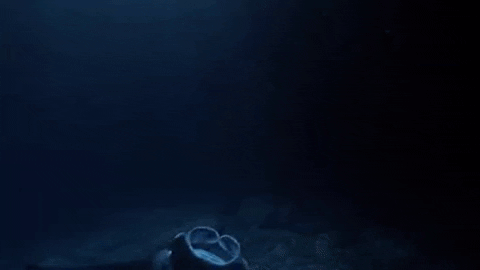 Manta Ray Ocean GIF by PBS - Find & Share on GIPHY