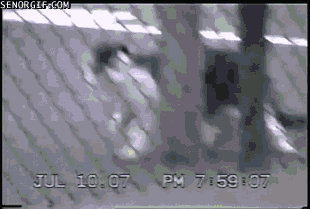 Cat gracefully navigates down from the top of basketball backboard : r ...