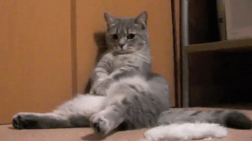 Cat Beggy Kitty Find And Share On Giphy