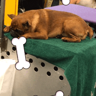 Westminster Dog Show Dogs GIF by Westminster Kennel Club - Find & Share ...