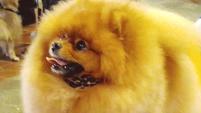 Dog GIF by Westminster Kennel Club - Find & Share on GIPHY