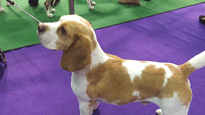 Dog GIF by Westminster Kennel Club - Find & Share on GIPHY