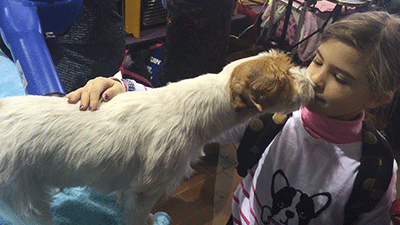 Dog GIF by Westminster Kennel Club - Find & Share on GIPHY