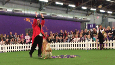 Dog Show Dogs GIF by Westminster Kennel Club - Find & Share on GIPHY