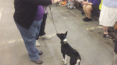 Dog GIF by Westminster Kennel Club - Find & Share on GIPHY