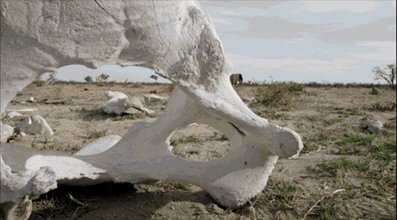 Nat Geo Wild GIF by Savage Kingdom - Find & Share on GIPHY