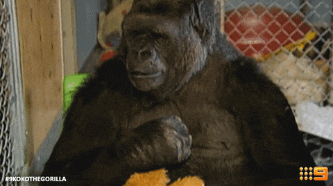Koko The Gorilla GIF by Channel 9 - Find & Share on GIPHY