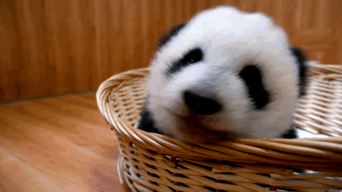 Panda GIF by Nat Geo Wild - Find & Share on GIPHY