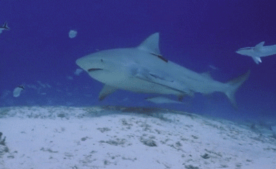 Sea Swimming GIF by University of California - Find & Share on GIPHY