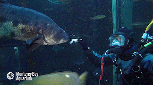 Giant Sea Bass S Find And Share On Giphy