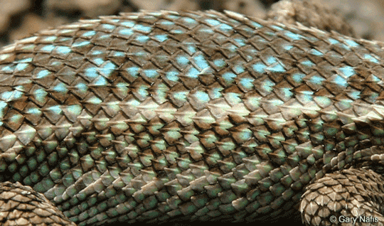 Motion Snake GIF by FaraOana - Find & Share on GIPHY