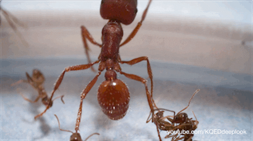 Argentinian Ants GIFs - Find & Share on GIPHY