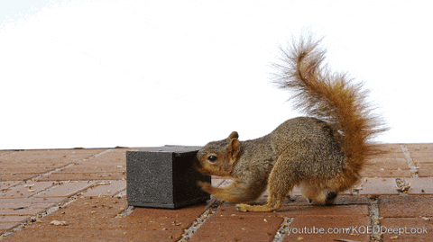 Dogs Squirrels GIF by KQEDScience - Find & Share on GIPHY